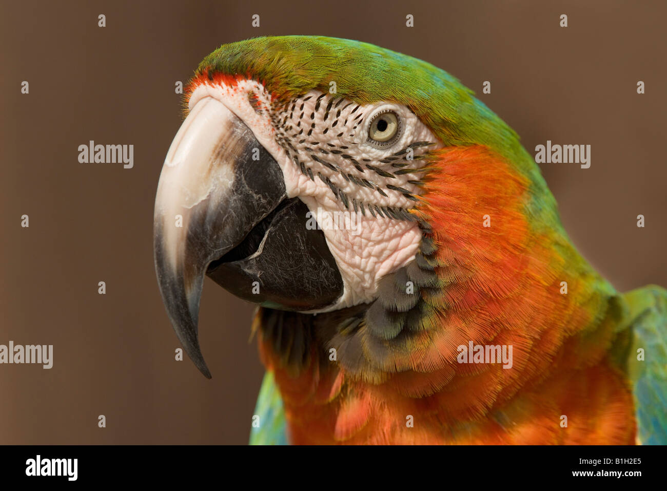 Harlequin parrot hi-res stock photography and images - Alamy