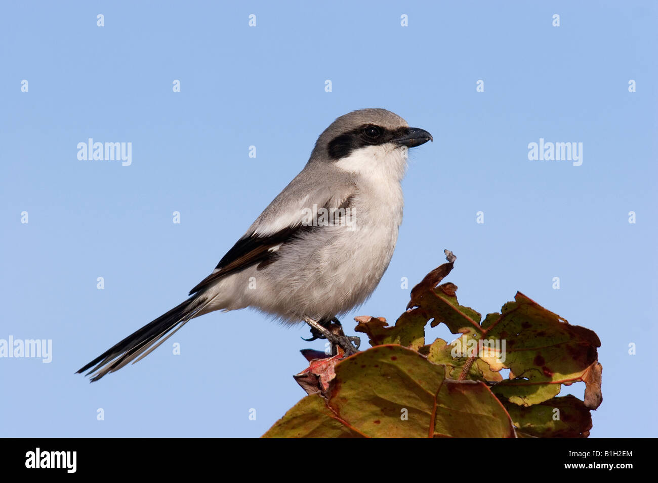 Loggerhead shrike (Lanius ludovicianus) perching on sea grape leaves ...