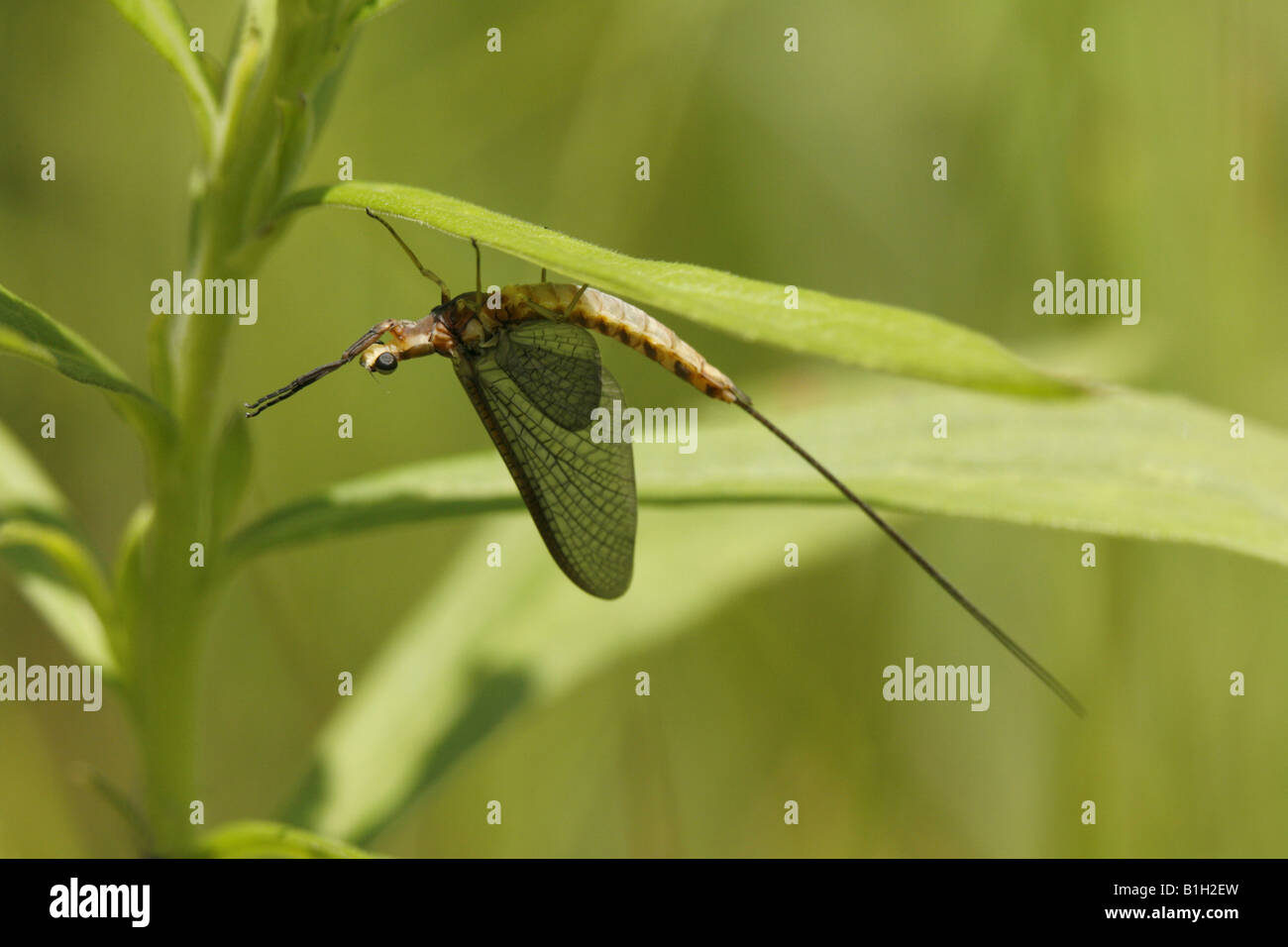 Mayfly leaf hi-res stock photography and images - Alamy