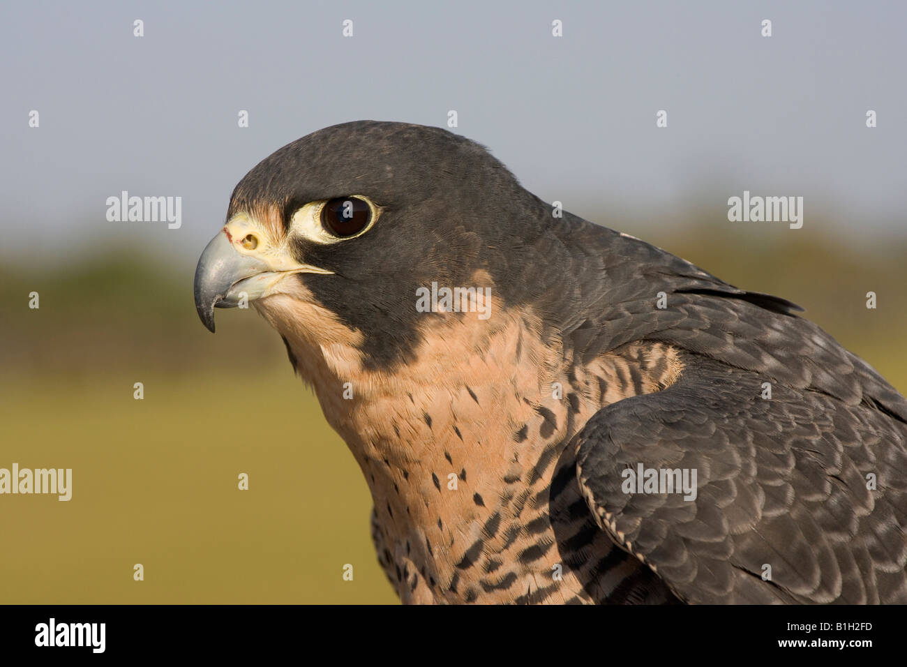 Close-up of a Peregrine falcon (Falco peregrinus Stock Photo - Alamy