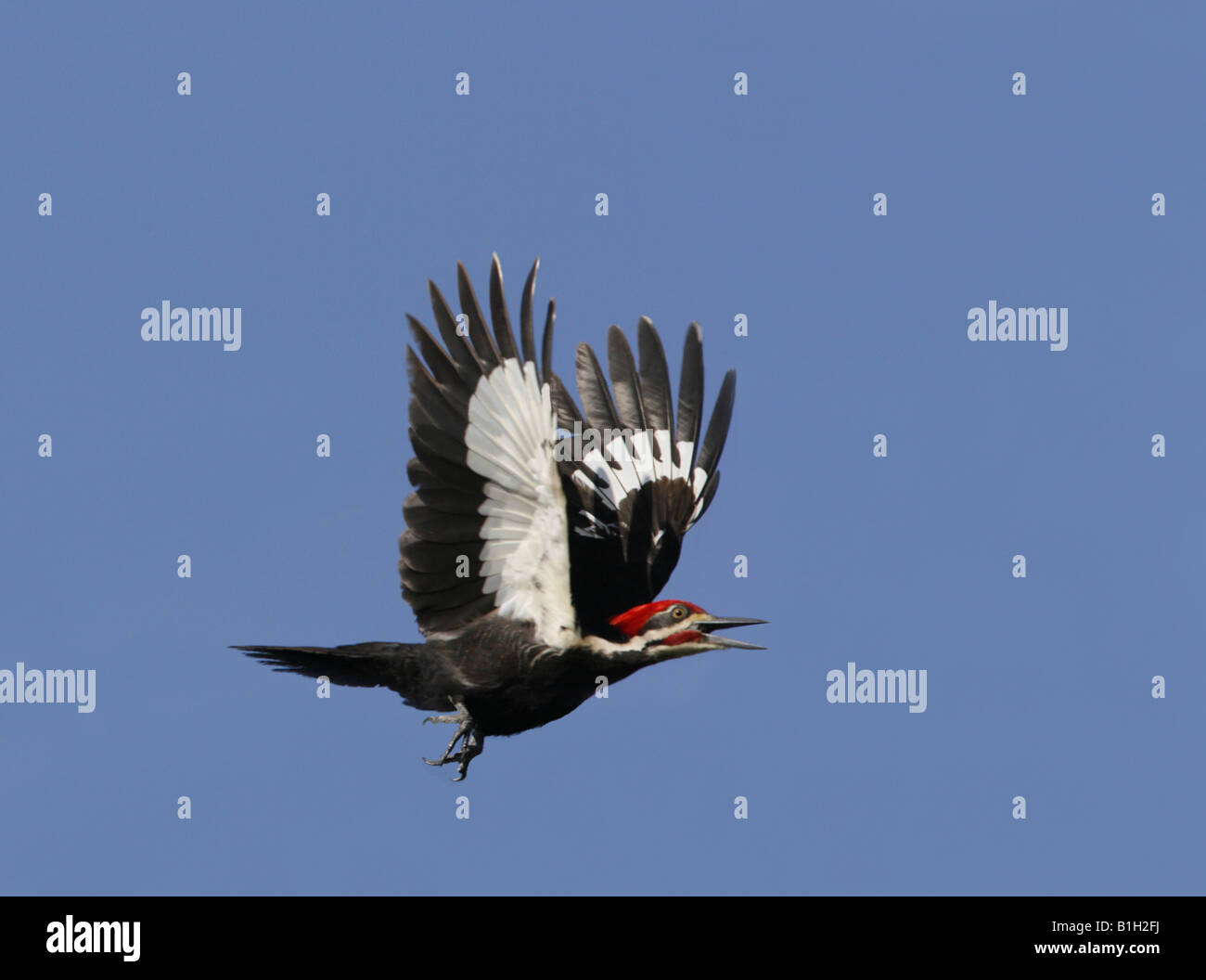Low angle view of a Pileated woodpecker (Dryocopus pileatus) flying in ...