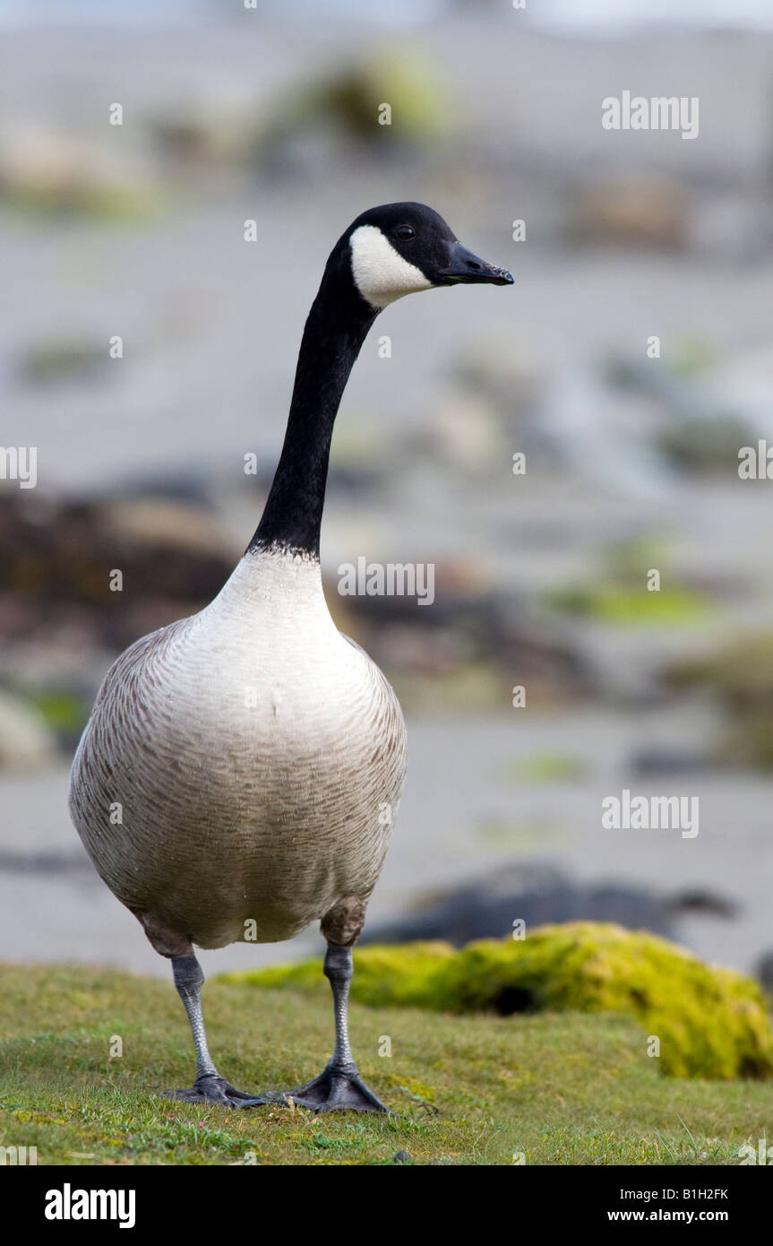 canada goose branta canadensis isle of mull scotland Stock Photo - Alamy
