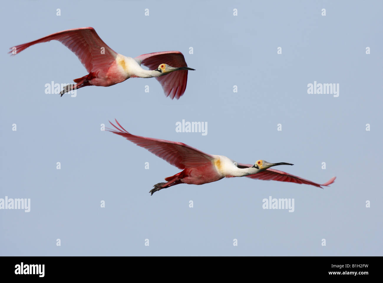 Roseate spoonbill ajaia ajaia red spoonbill hi-res stock photography ...