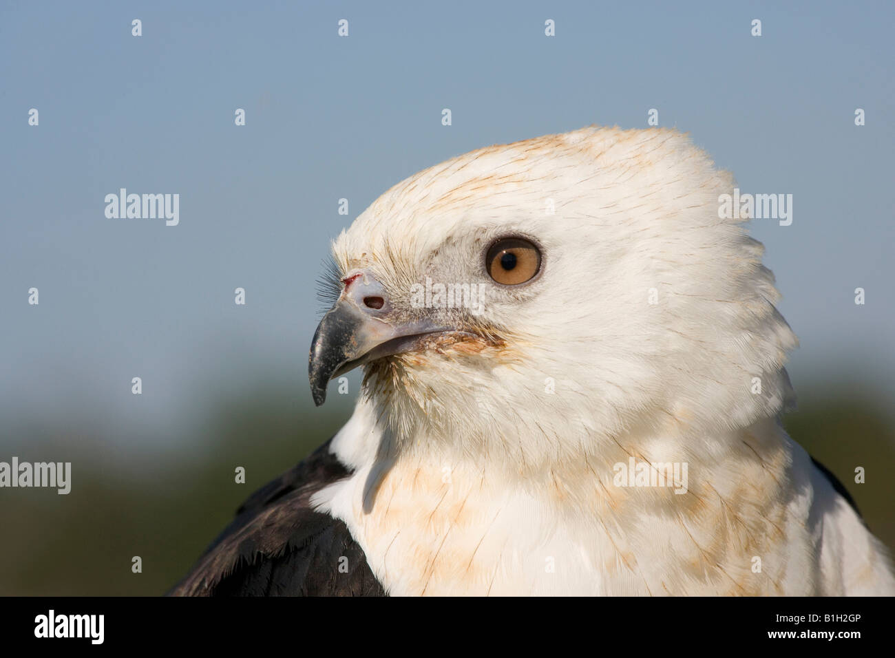 Close-up of a juvenile Swallow-Tailed kite (Elanoides forficatus Stock ...