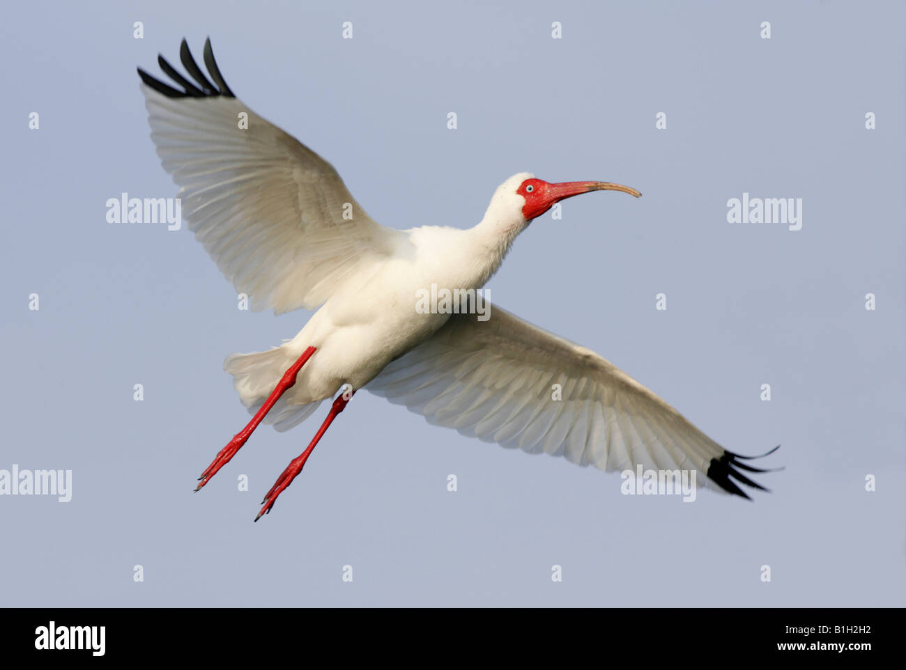 Low angle view of a White ibis (Eudocimus albus) flying in the sky ...