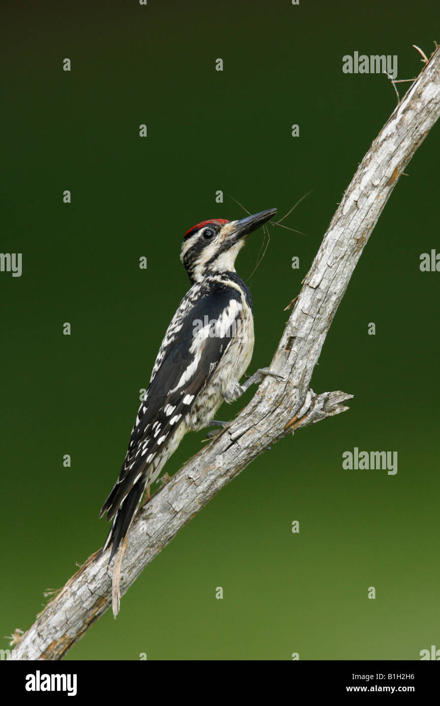 Yellow bellied sapsucker plumage hi-res stock photography and images ...