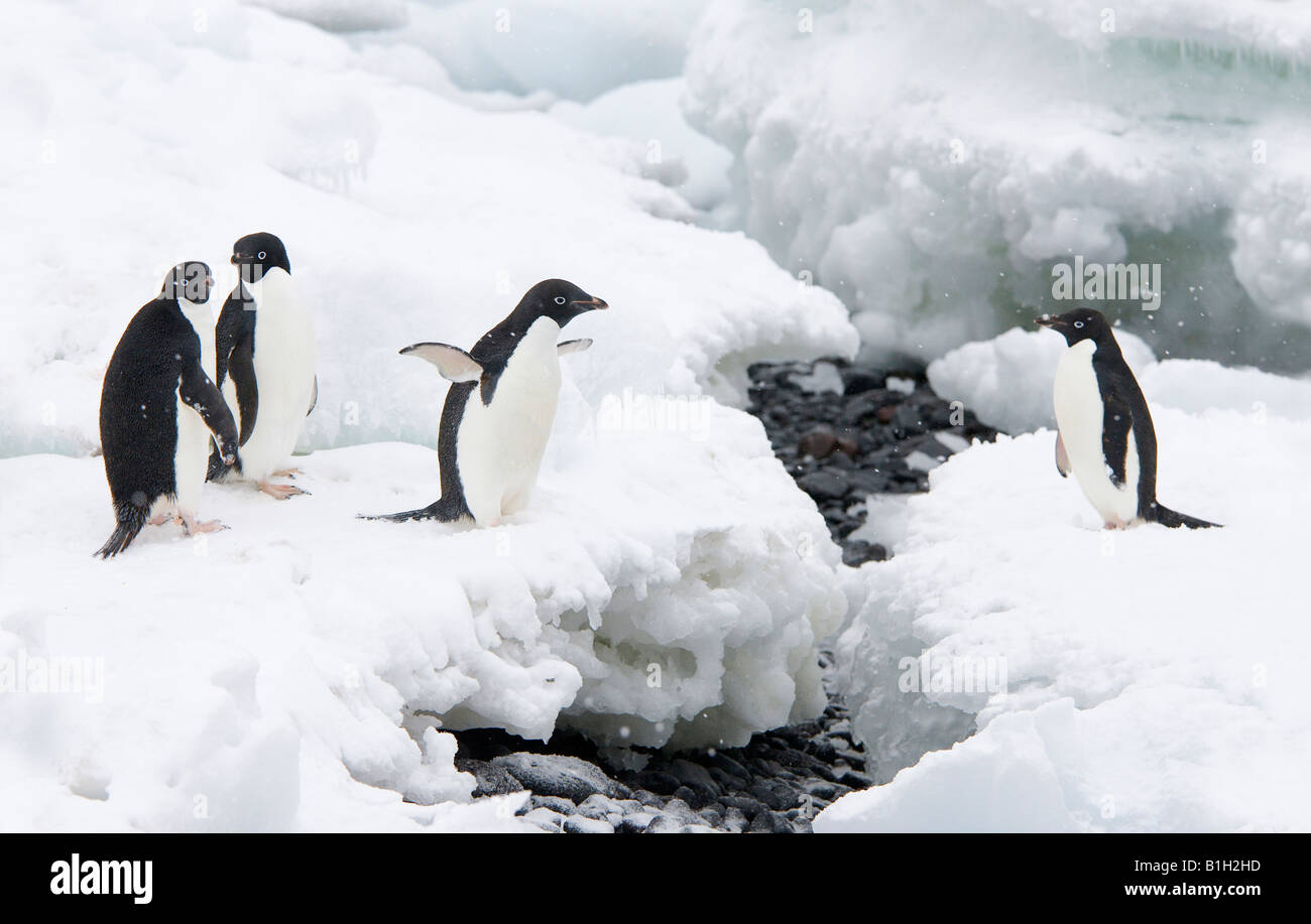 Adelie penguins (Pygoscelis adeliae) crossing the gap between icebergs ...