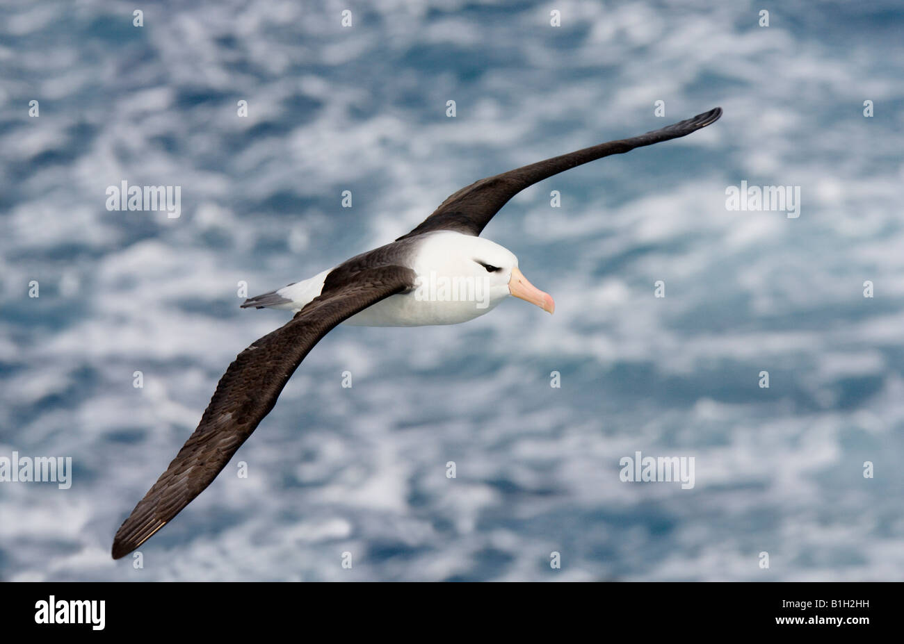 Black-Browed albatross (Diomedea melanophris) flying over the sea Stock ...