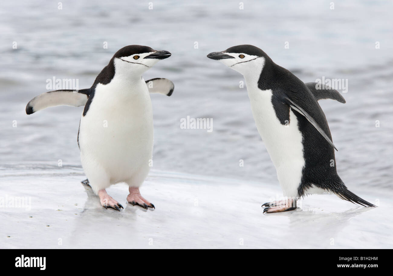 Two Chinstrap penguins (Pygoscelis antarcticus) standing face to face ...
