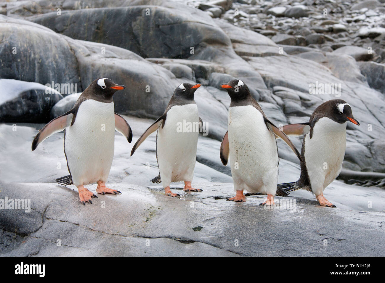 Four Penguins High Resolution Stock Photography and Images - Alamy