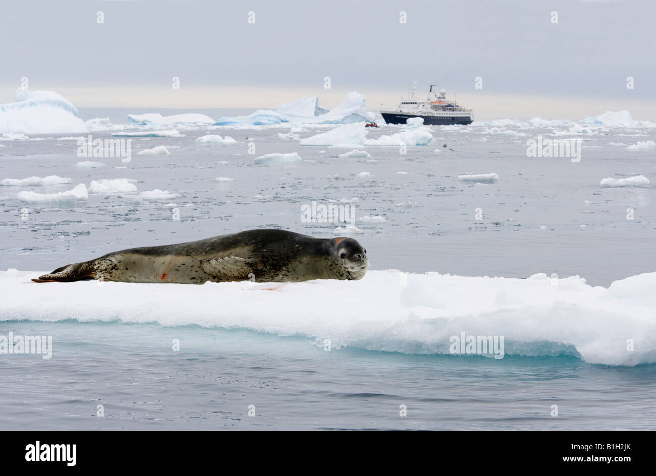Leopard seal (Hydrurga leptonyx) lying on an ice floe with a ship in ...