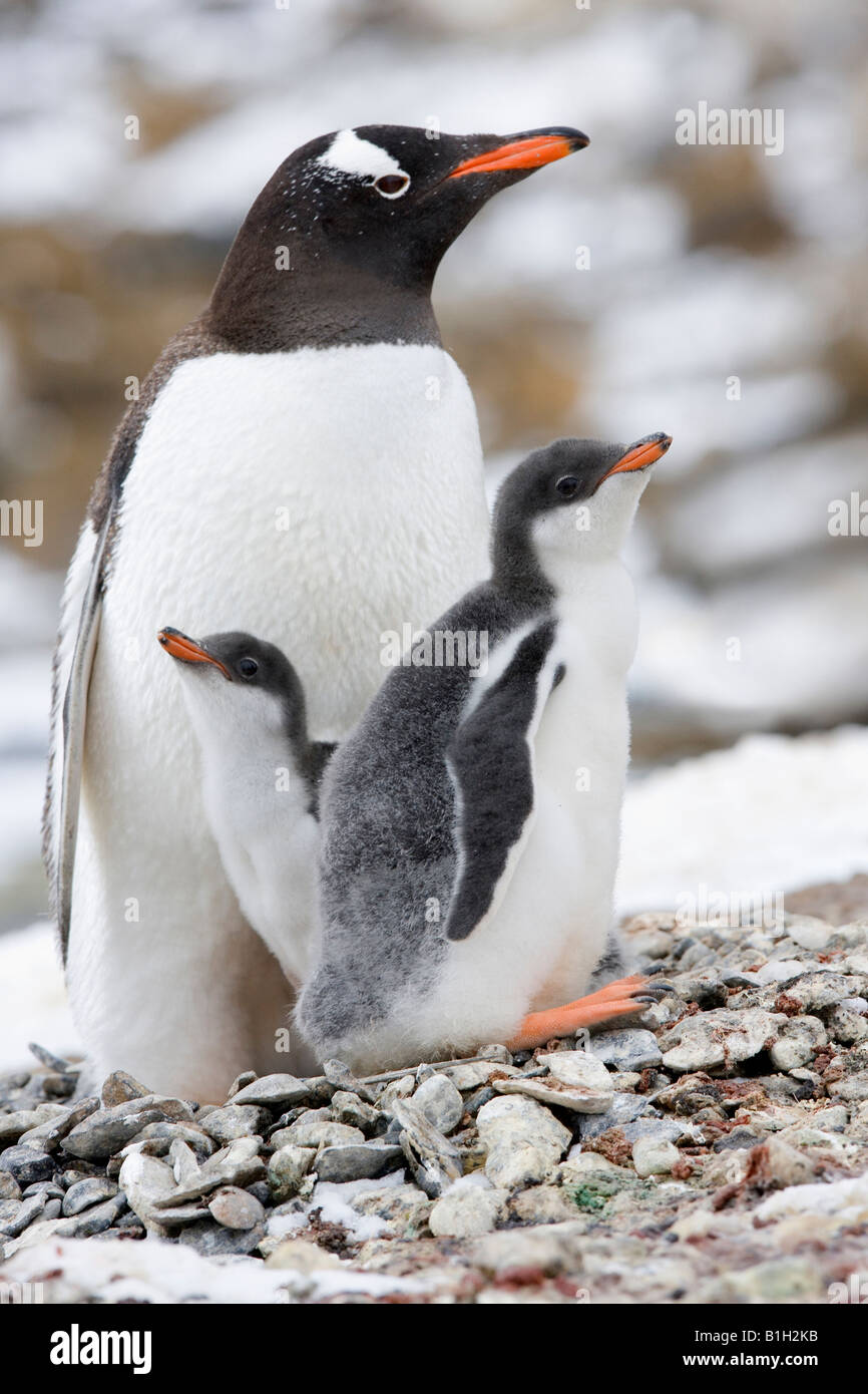 Gentoo penguin (Pygoscelis papua) with its young ones, Antarctica Stock ...