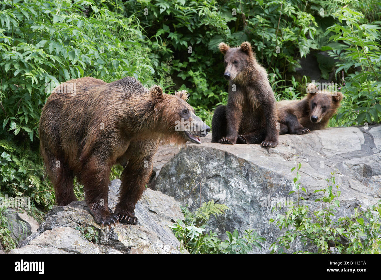Brown bear sitting on rock hi-res stock photography and images - Alamy