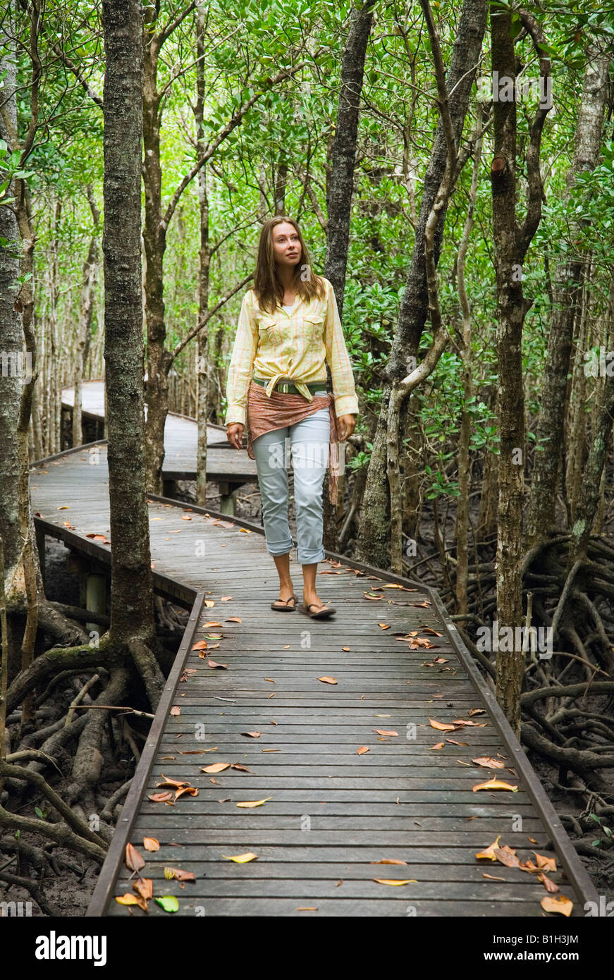 Mangrove forest australia queensland hi-res stock photography and ...