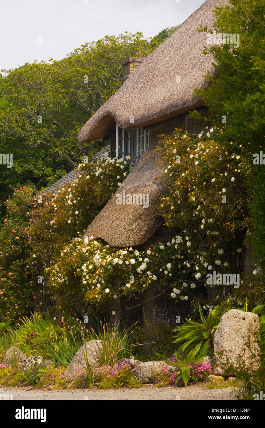 Quaint Cornish thatched cottage covered in flowers during Summer at ...