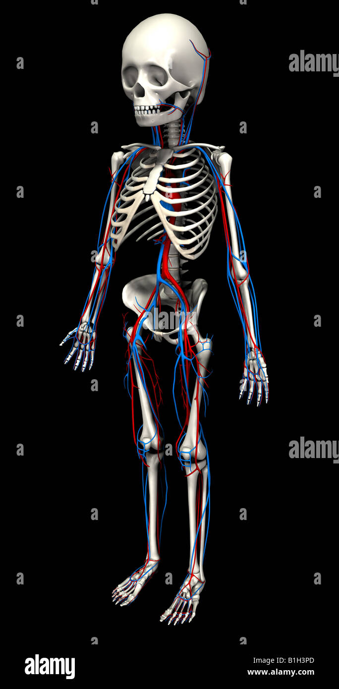 Cardiac skeleton hi-res stock photography and images - Alamy