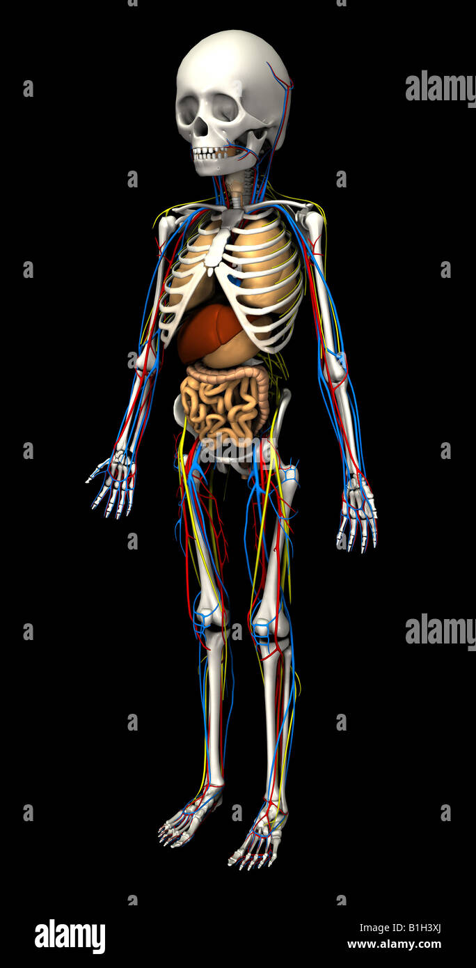 anatomy skeleton with organs circulation lungs digestive liver nerves ...