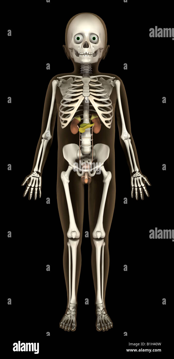 anatomy skeleton urinary Stock Photo - Alamy