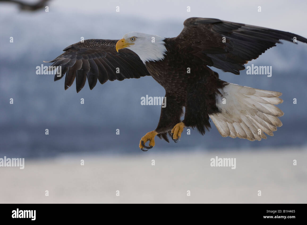 Bald eagle (Haliaeetus leucocephalus) in flight, Homer, Alaska, USA ...