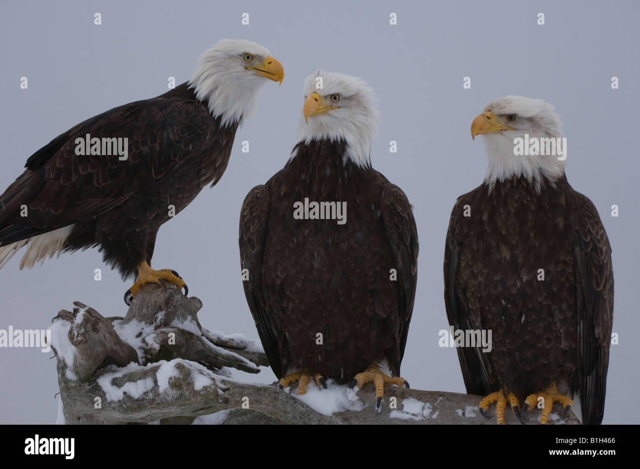 Three Bald eagles (Haliaeetus leucocephalus) perching on a tree, Homer, Alaska, USA Stock Photo ...