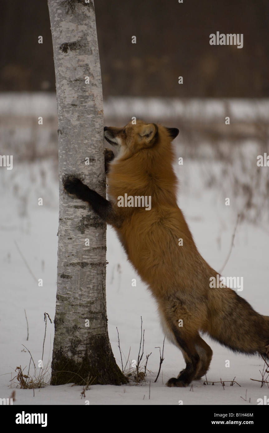 Red fox (Vulpes vulpes) scratching a tree trunk Stock Photo - Alamy