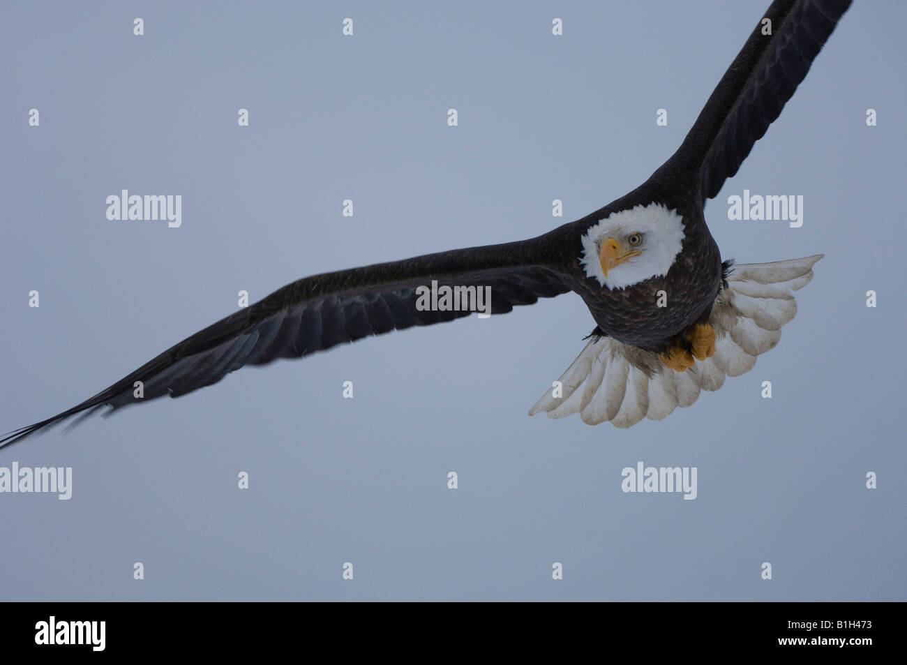 Bald eagle (Haliaeetus leucocephalus) in flight, Homer, Alaska, USA ...