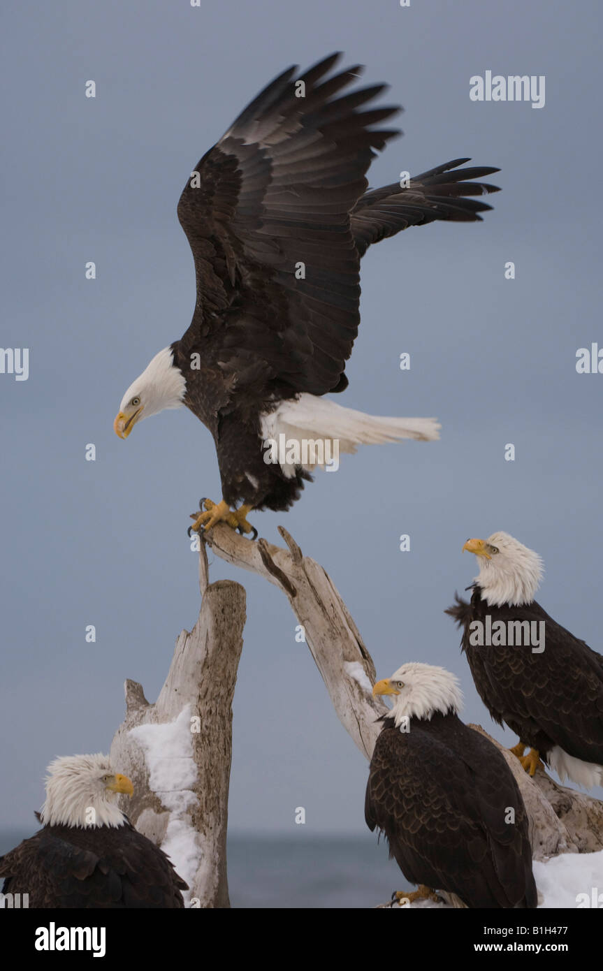 Bald eagles (Haliaeetus leucocephalus) perching on a branch, Homer, Alaska, USA Stock Photo - Alamy