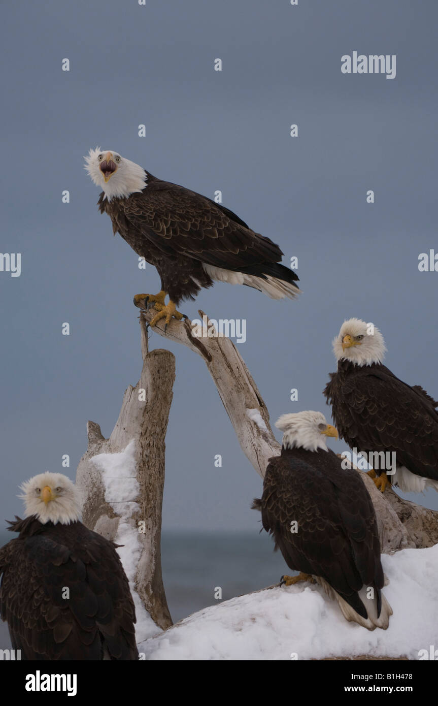 Bald eagles (Haliaeetus leucocephalus) perching on a branch, Homer, Alaska, USA Stock Photo - Alamy