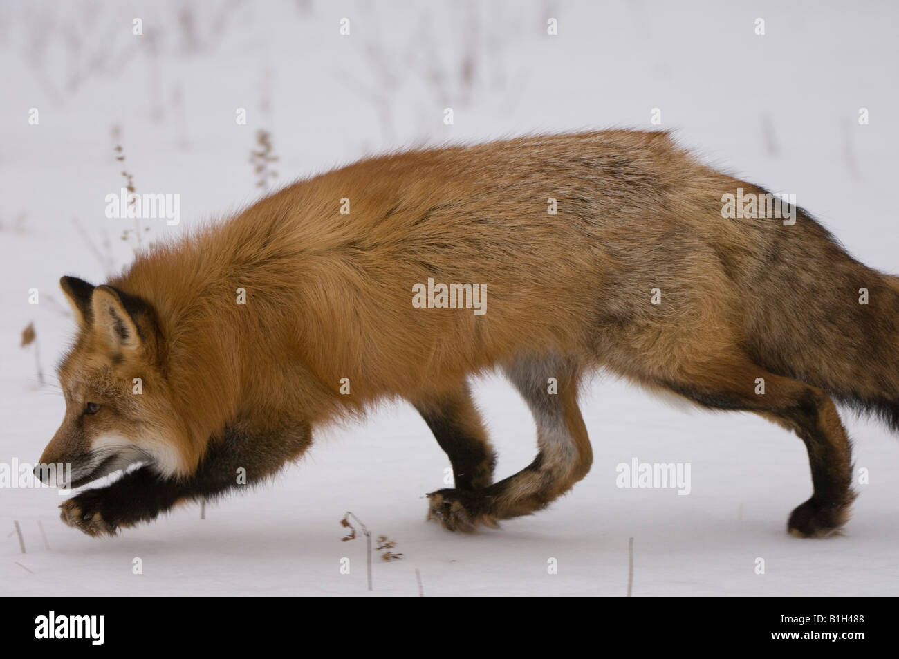 Side profile of a Red fox (Vulpes vulpes) walking in a snow covered ...