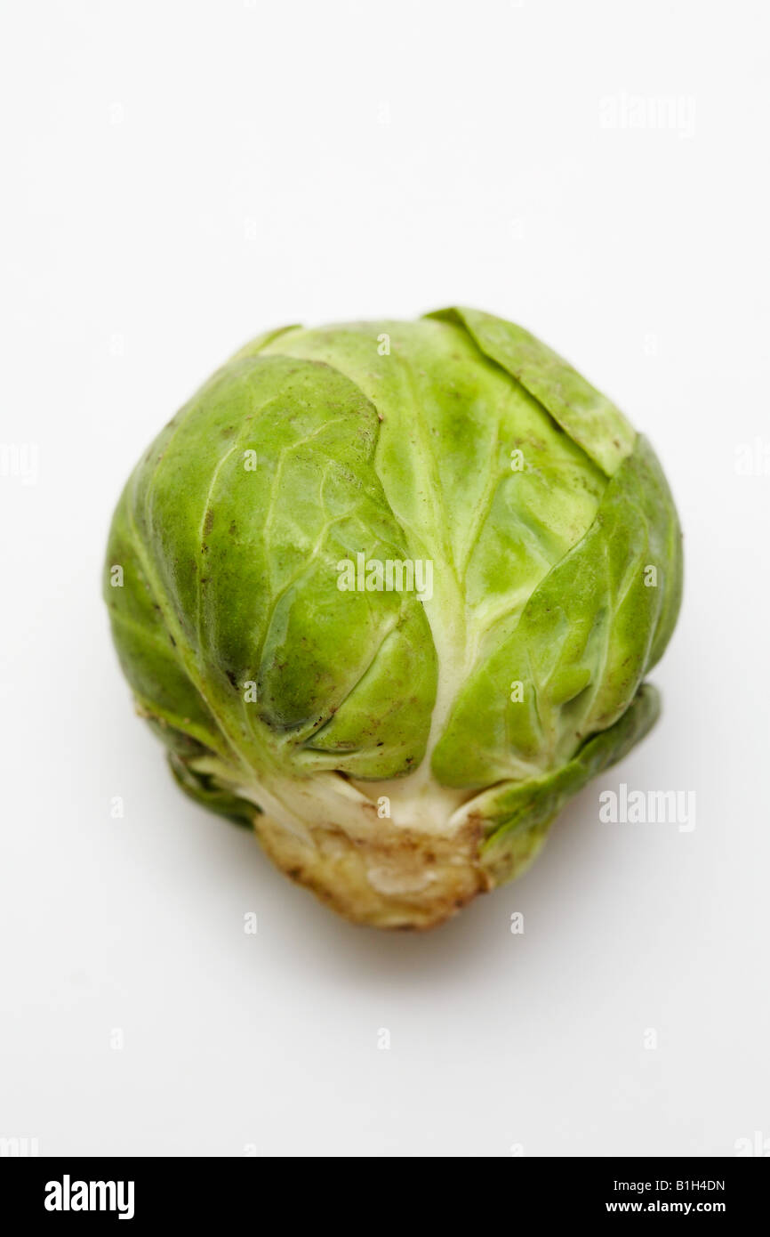Single sprout cutout hi-res stock photography and images - Alamy