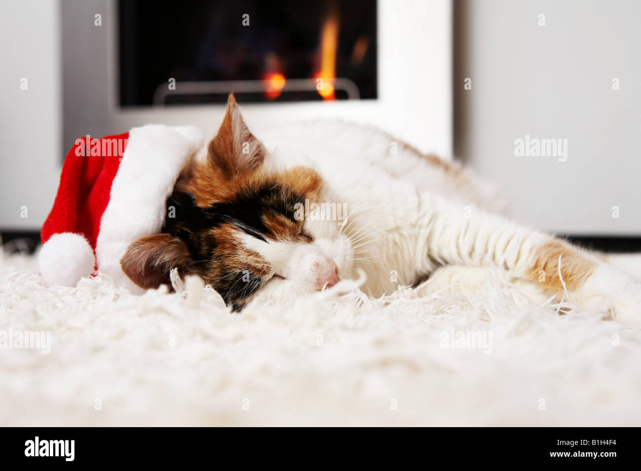 Sleeping cat at christmas Stock Photo - Alamy