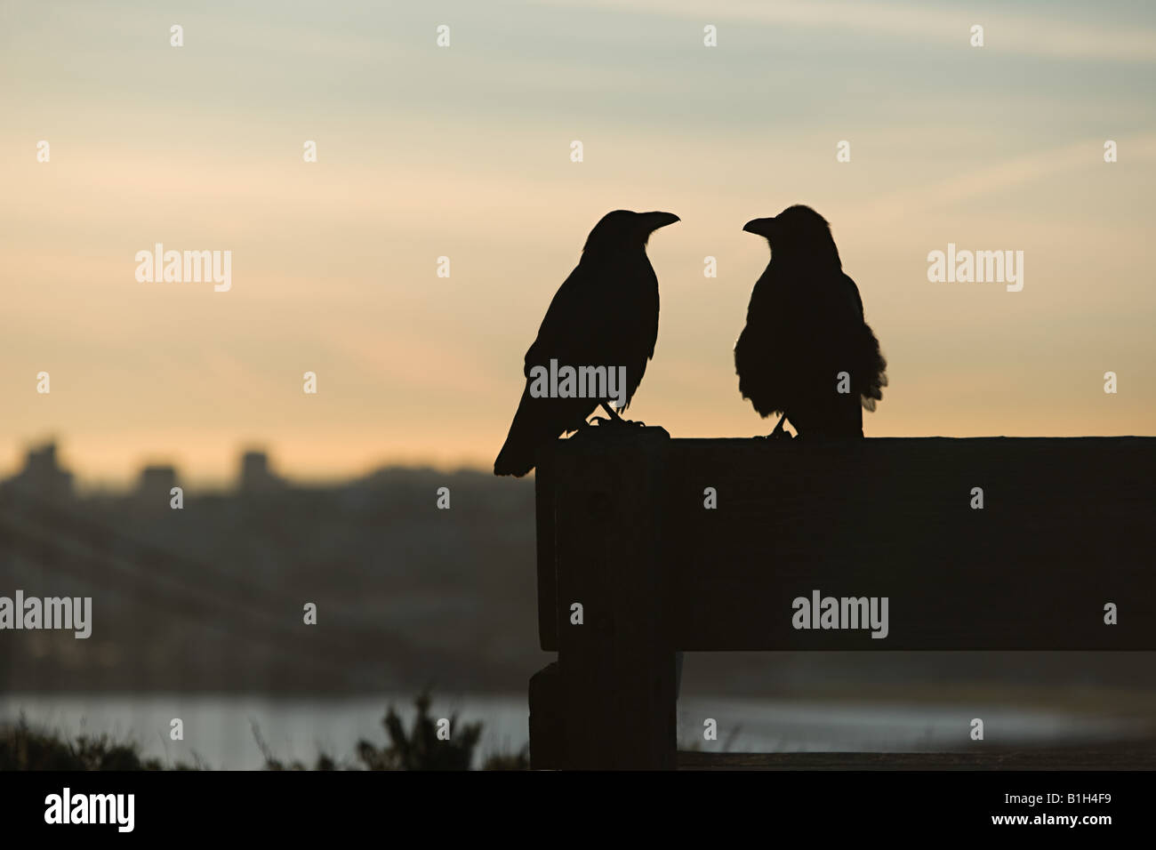 Two birds in silhouette Stock Photo - Alamy