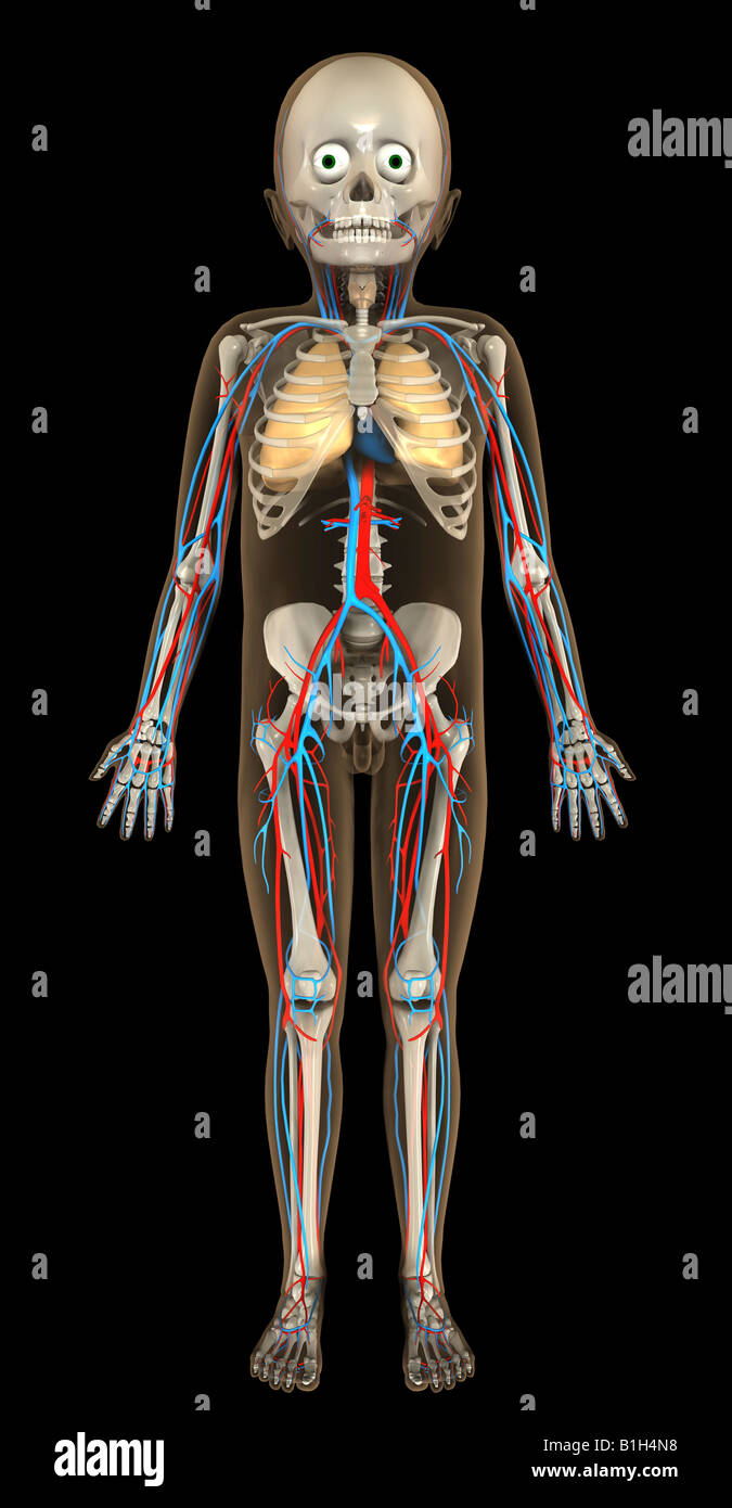 anatomy skeleton with circulation heart and lungs Stock Photo - Alamy