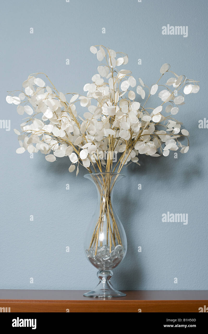 Honesty plant hi-res stock photography and images - Alamy
