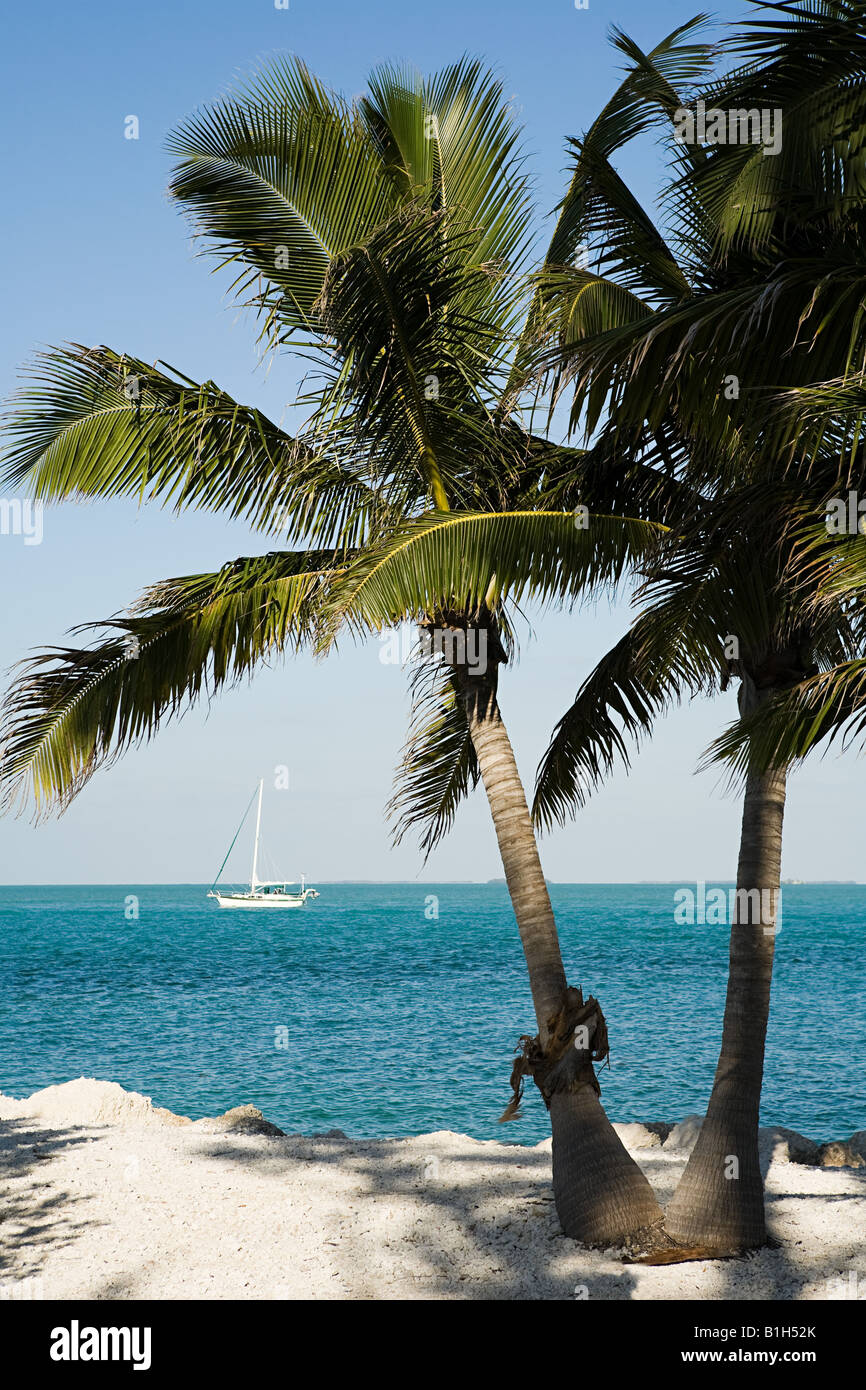 Palm trees by the sea Stock Photo - Alamy