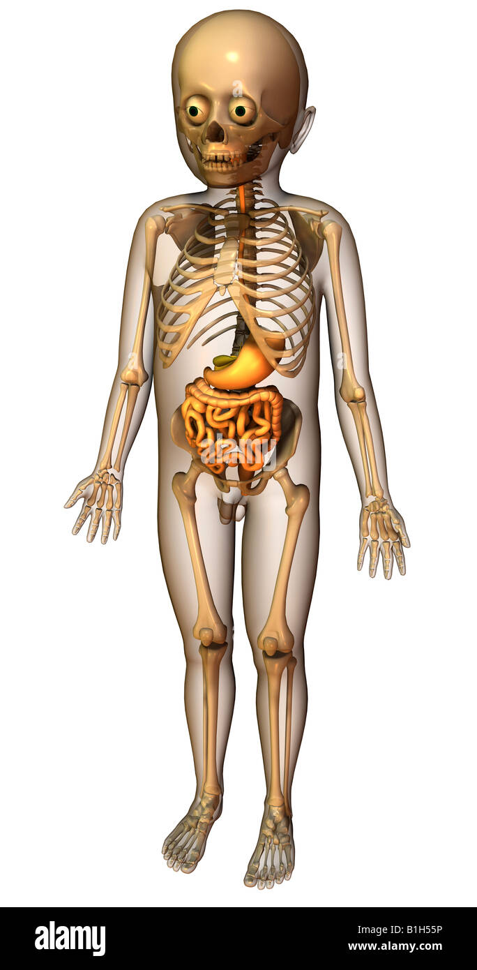 anatomy digestive system skeleton Stock Photo - Alamy