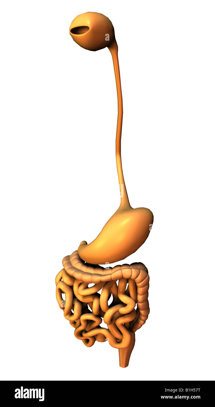 Alimentary Canal Human Stock Photos & Alimentary Canal Human Stock ...