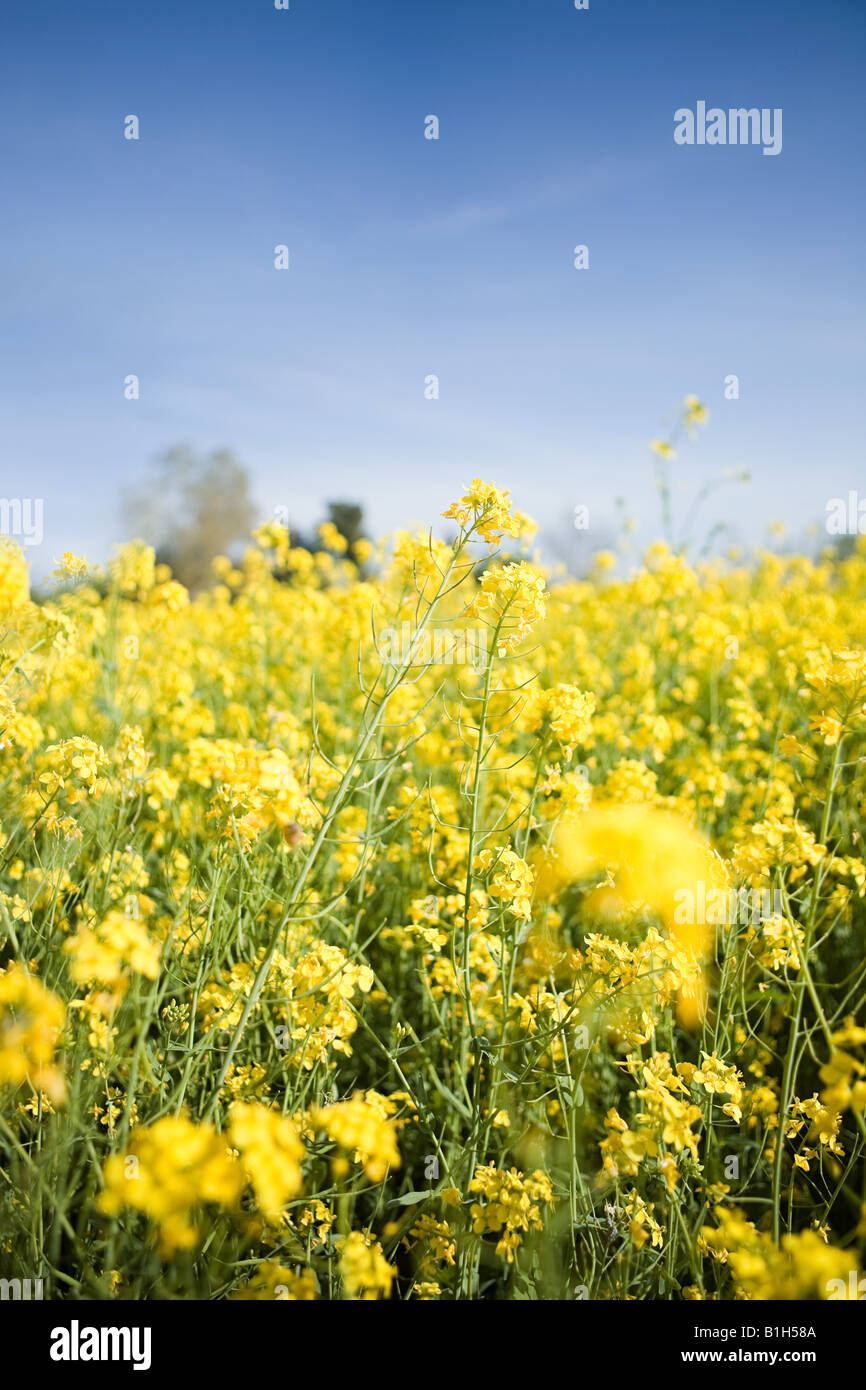 Oilseed rape plants in a field Stock Photo - Alamy