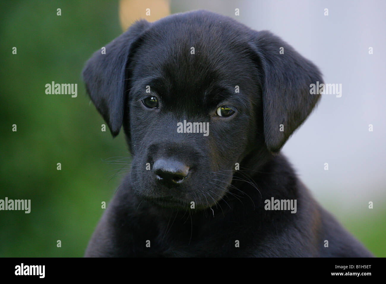 Close-up of a Black Labrador Retriever puppy Stock Photo - Alamy
