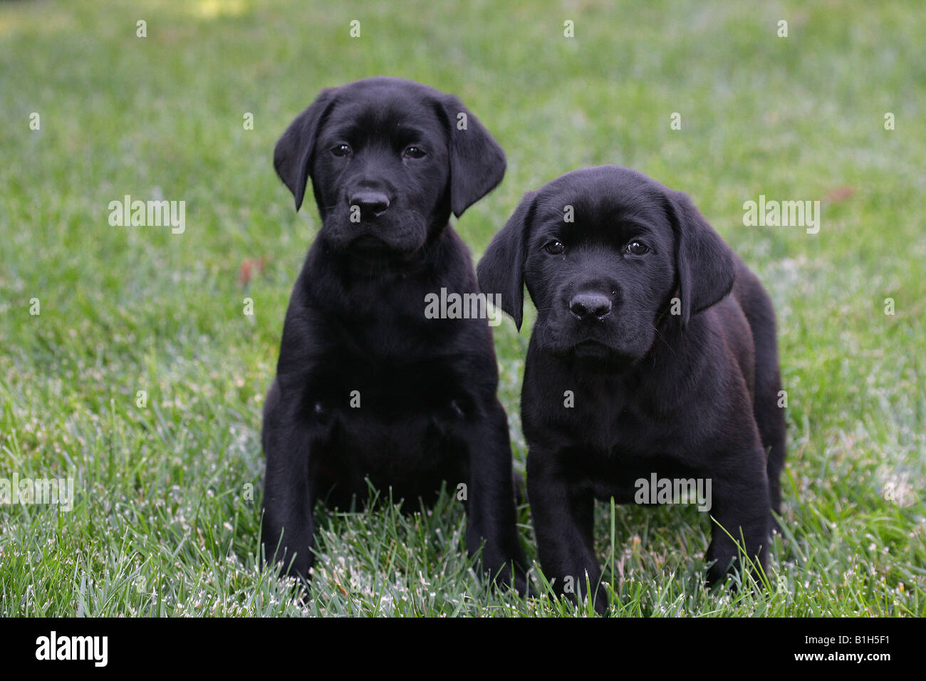 Front view of two Black Labrador Retriever puppies Stock Photo - Alamy