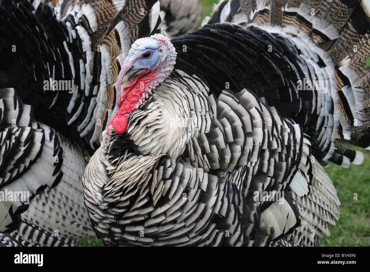 Turkey outdoors with its tail feathers fanned Stock Photo - Alamy