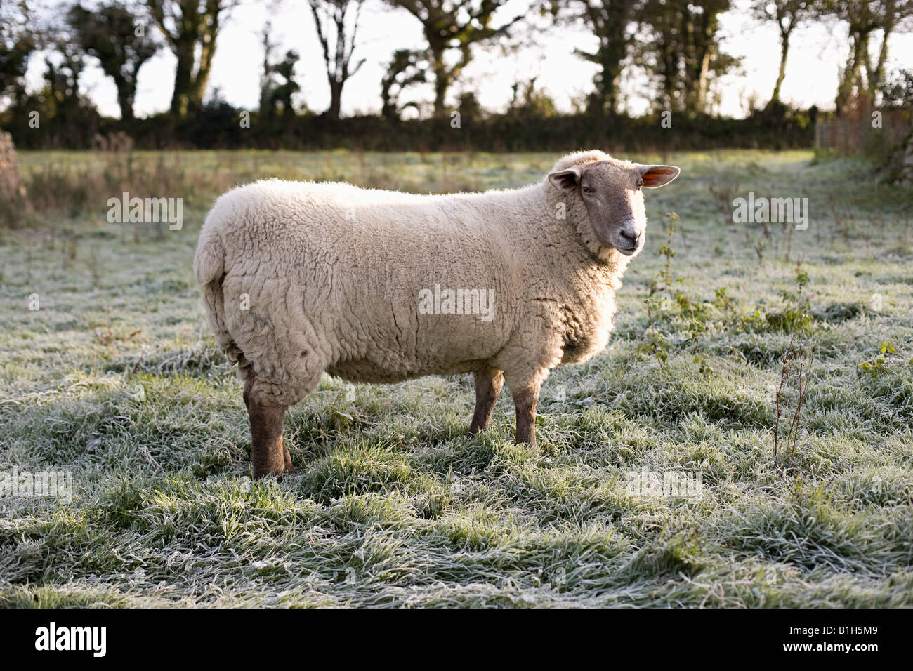 Sheep in a field hi-res stock photography and images - Alamy