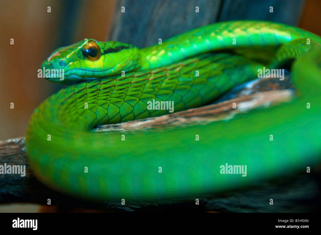 Parrot snake leptophis ahaetulla hi-res stock photography and images ...