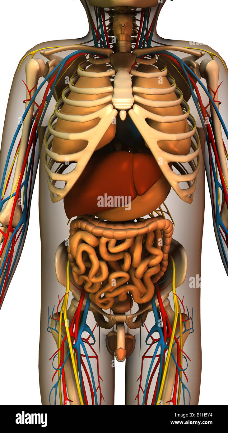 anatomy skeleton with organs Stock Photo - Alamy