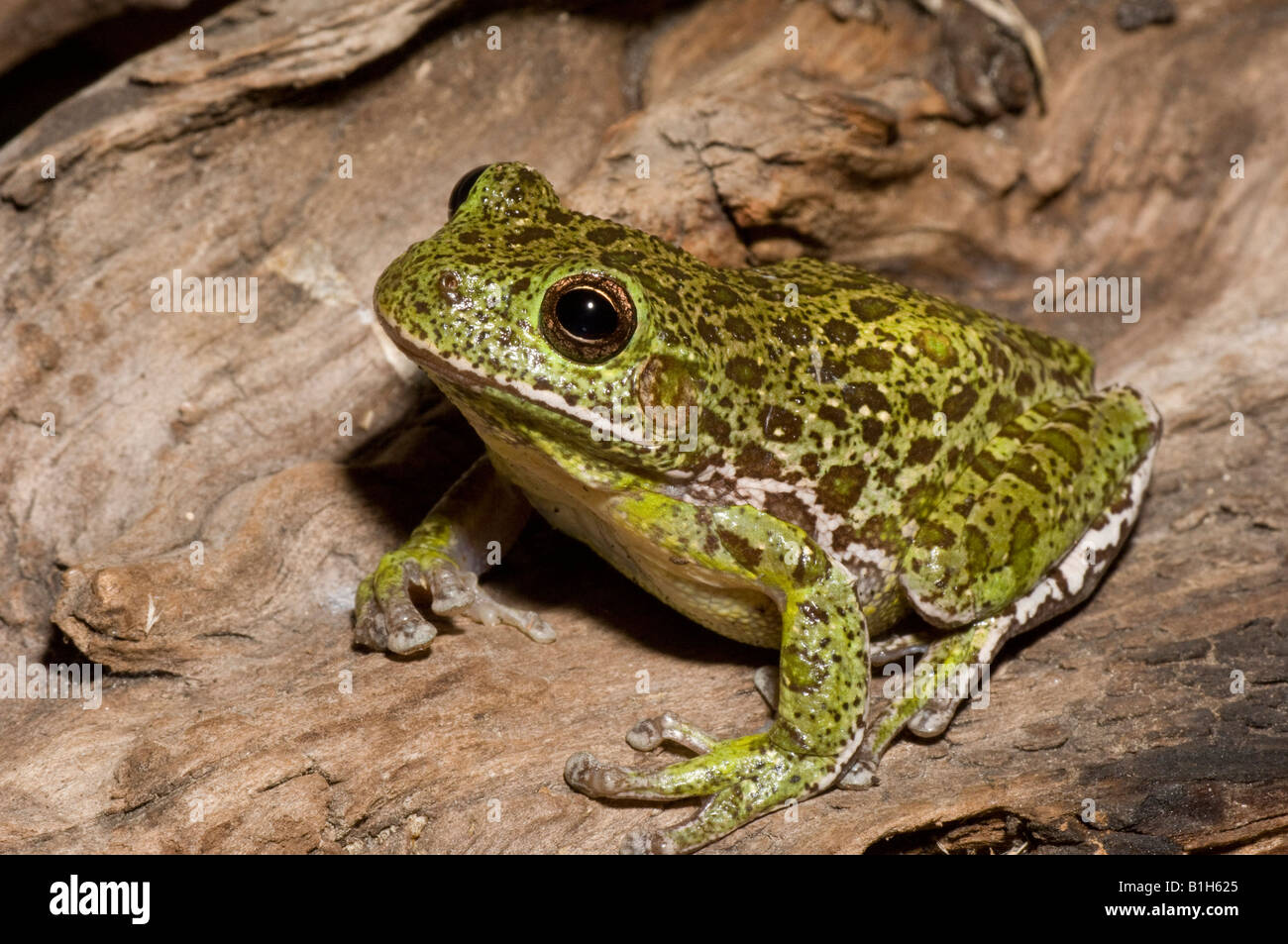 Close-up of a Barking Tree frog (Hyla gratiosa) on a fallen tree Stock ...