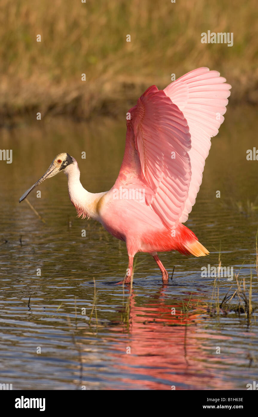 Roseate spoonbill (Ajaia ajaja) standing in water Stock Photo - Alamy
