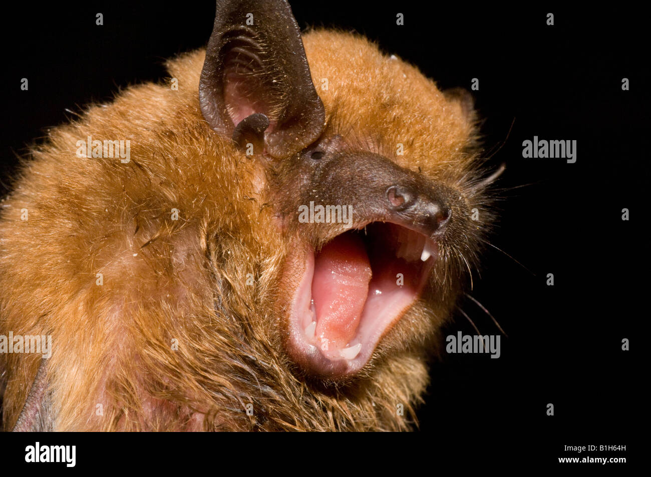 Close-up of a Big Brown Bat (Eptesicus fuscus Stock Photo - Alamy