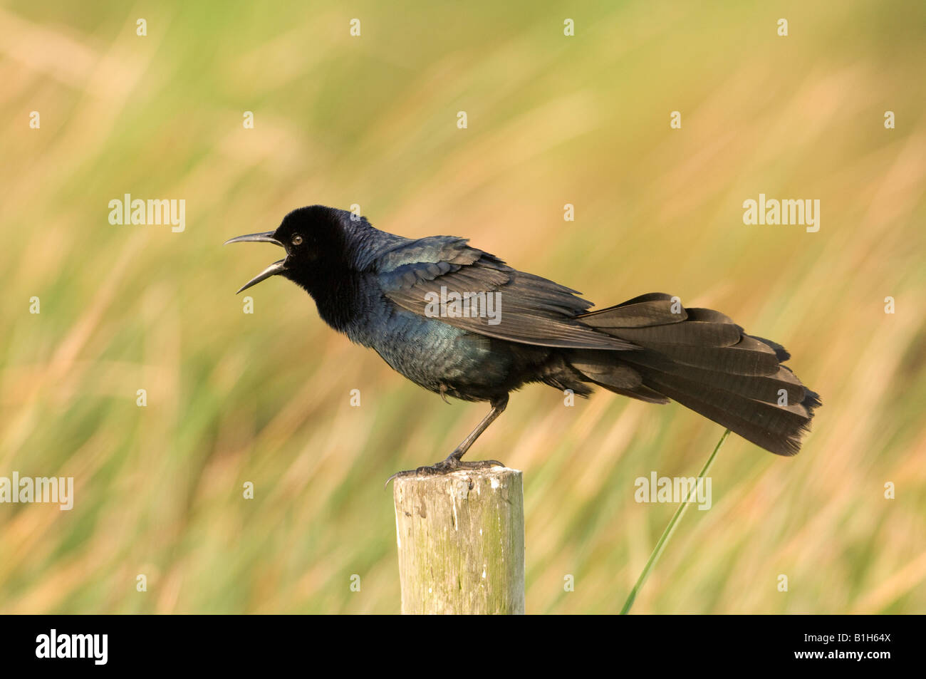 Close-up of a Boat-Tailed Grackle (Quiscalus major) standing on a post ...