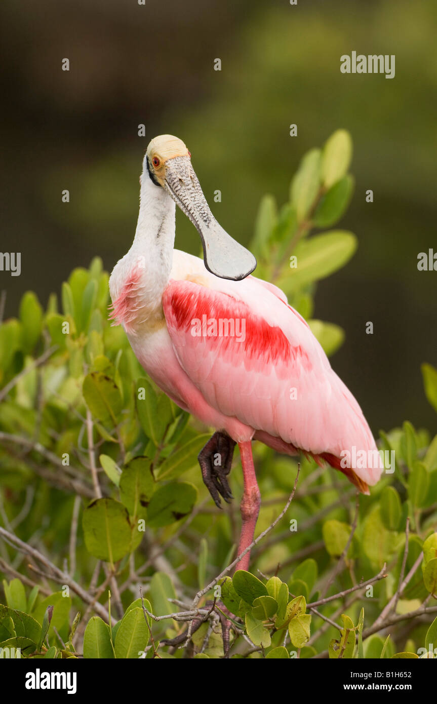 Close-up of a Roseate Spoonbill (Ajaia ajaja) on a tree branch Stock ...