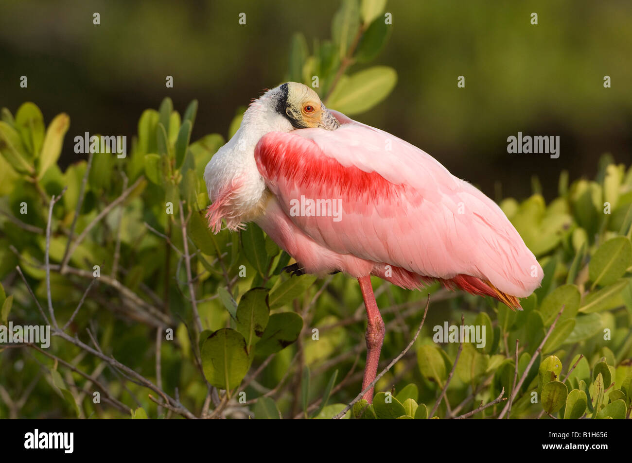 Close-up of a Roseate Spoonbill (Ajaia ajaja) on a tree branch Stock ...